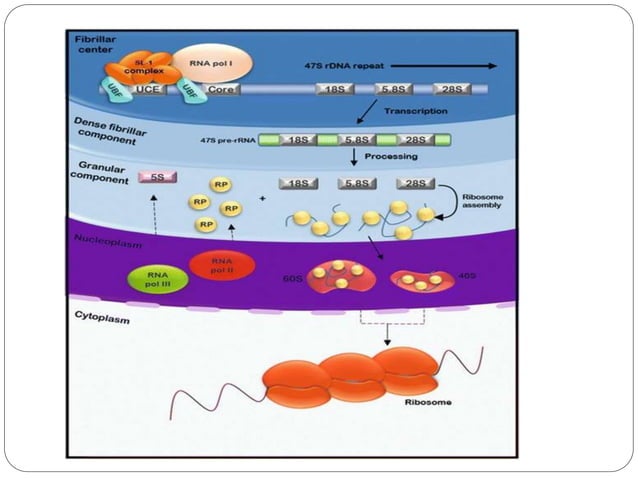 cell nucleus mitochondria chloroplast structure and function | PPT