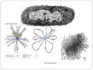 cell nucleus mitochondria chloroplast structure and function | PPT