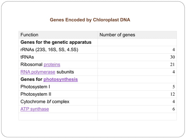 cell nucleus mitochondria chloroplast structure and function | PPT