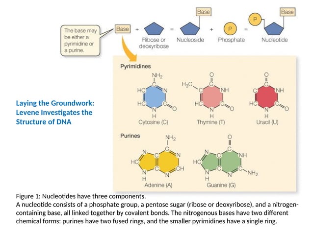 Lecture 04. DNA structure, function.ppt