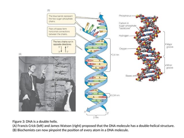 Lecture 04 Dna Structure Function Ppt