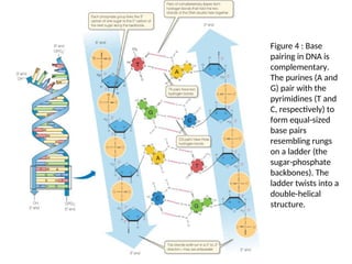 Lecture 04. DNA structure, function.ppt