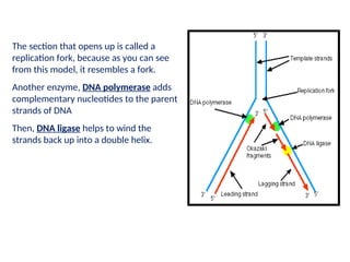 Lecture 04. DNA structure, function.ppt