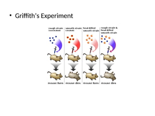 Lecture 04. DNA structure, function.ppt