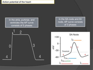 Antiarrhythmic_drugs | PPT