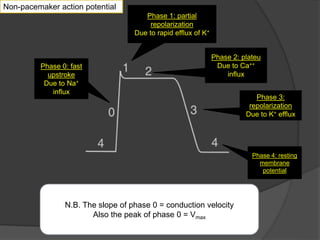 Antiarrhythmic_drugs | PPT