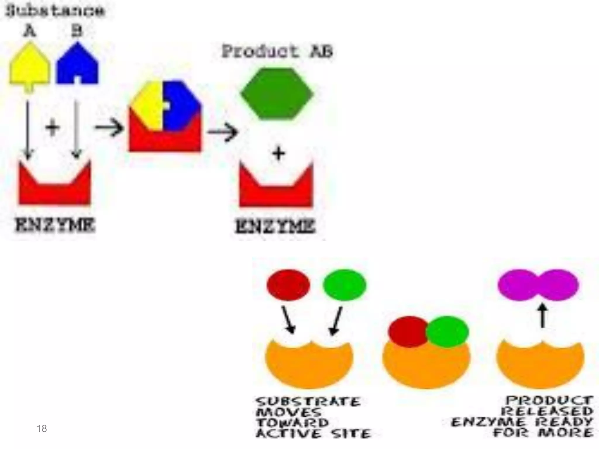 Lec 4 level 3-de (enzymes, coenzymes, cofactors) | PDF