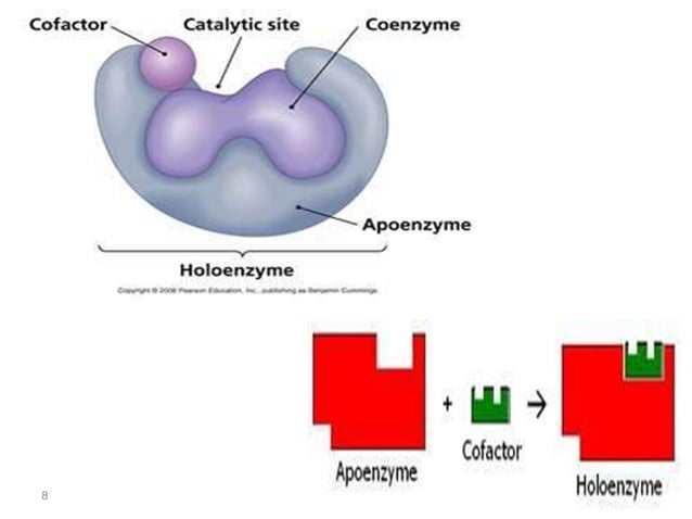 Lec 4 level 3-de (enzymes, coenzymes, cofactors)