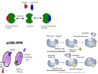 Unlabeled Enzyme Graph
