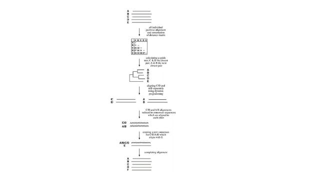 Lec 4-multiple sequence alignment.pptx.. | PPTX