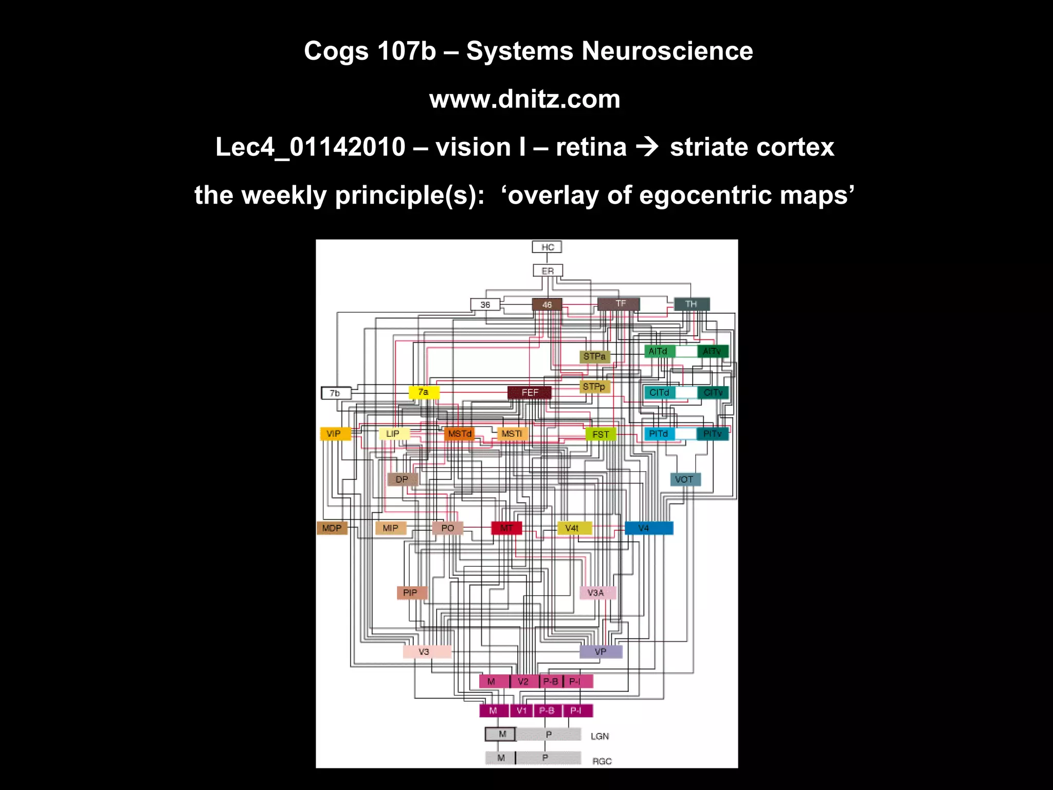 COGS 107B - Winter 2010 - Lecture 4 - The visual system I | PPT