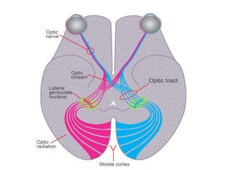 COGS 107B - Winter 2010 - Lecture 4 - The visual system I | PPT