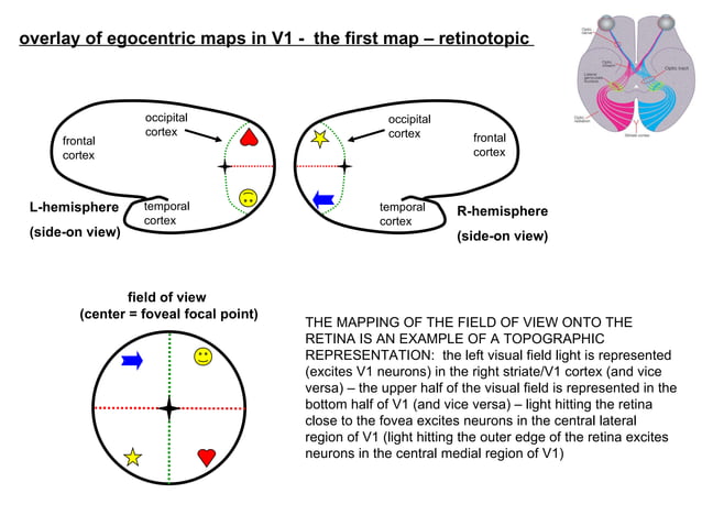 COGS 107B - Winter 2010 - Lecture 4 - The visual system I | PPT