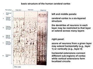 COGS 107B - Winter 2010 - Lecture 4 - The visual system I | PPT