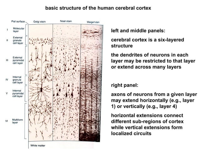 COGS 107B - Winter 2010 - Lecture 4 - The visual system I | PPT