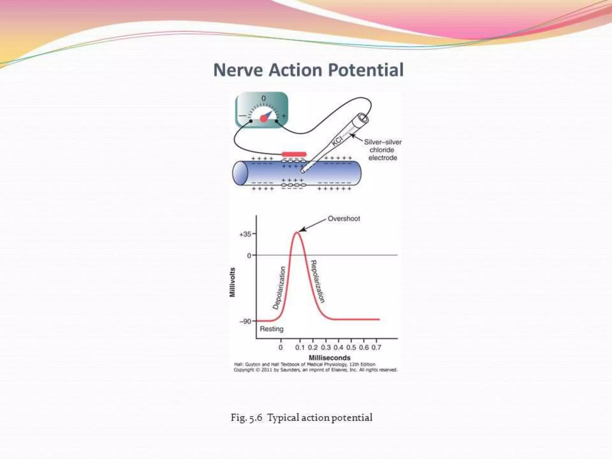 ACTION POTENTIAL | PPTX