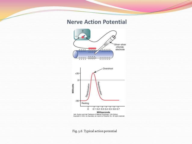 ACTION POTENTIAL | PPTX | Brain and Nervous System Disorders | Diseases ...