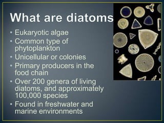 Lec4 bacillariophyceae (the diatoms) | PPSX