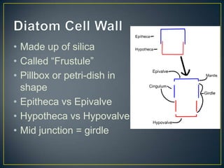 Lec4 bacillariophyceae (the diatoms) | PPSX