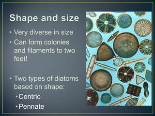 Lec4 bacillariophyceae (the diatoms) | PPSX