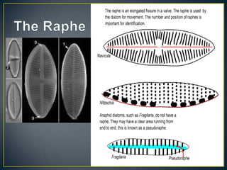 Raphe Diatom