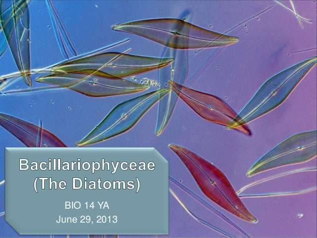 Lec4 bacillariophyceae (the diatoms)