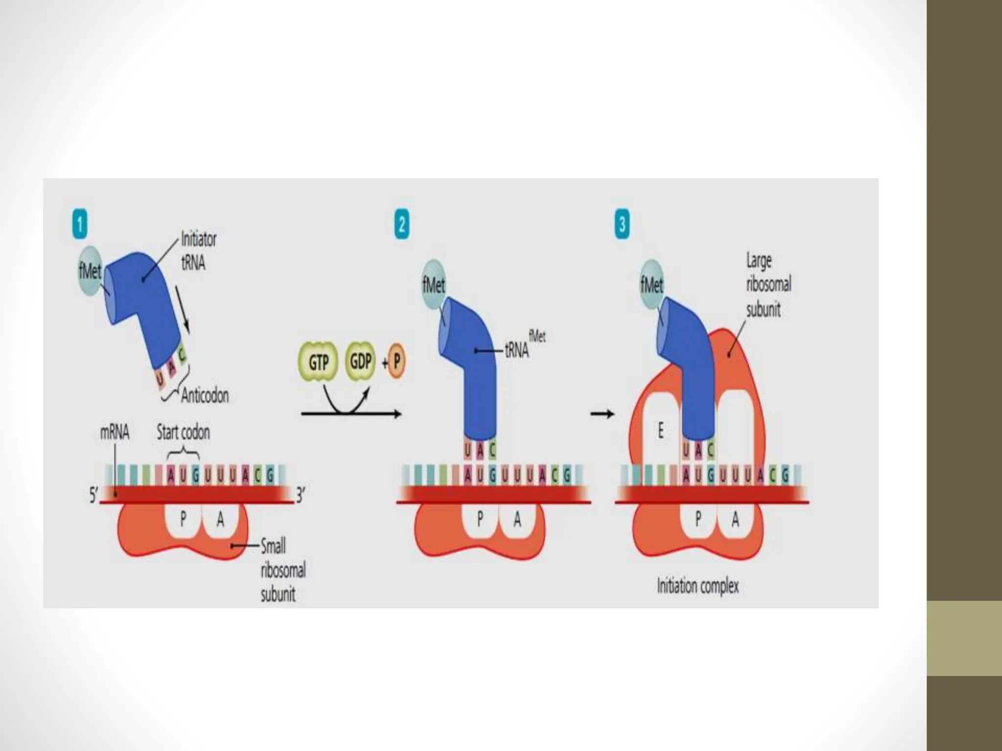 lec 4 bio اشعة.pptx
