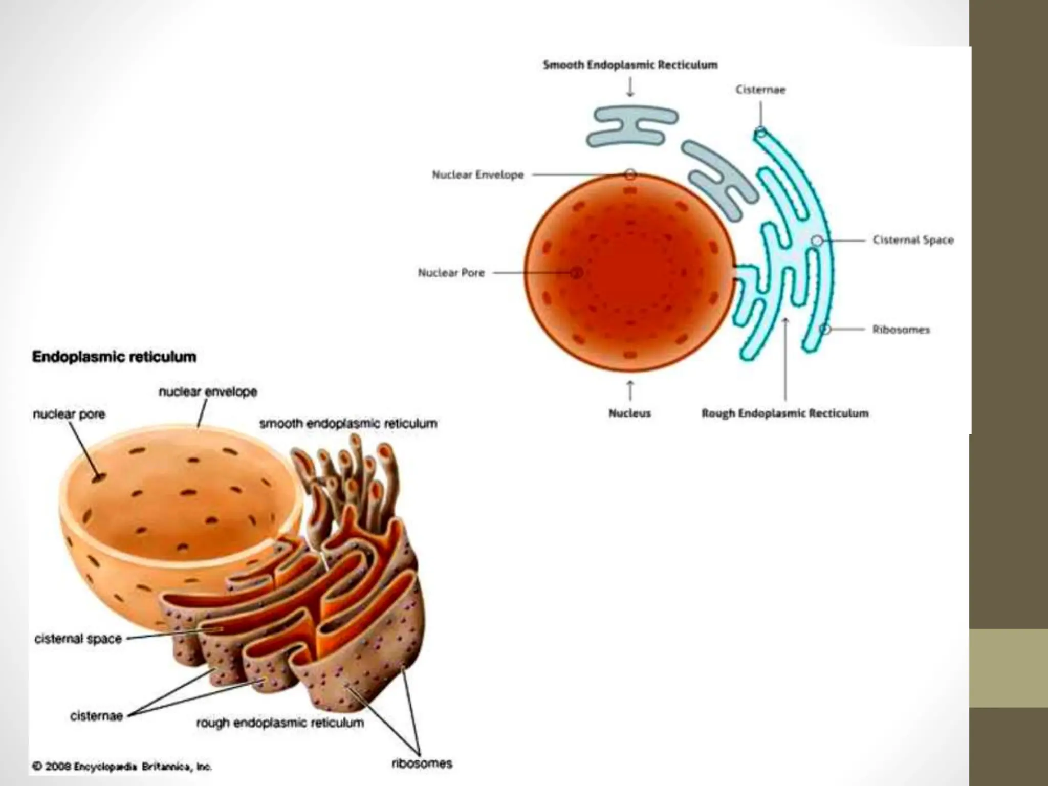 lec 4 bio اشعة.pptx