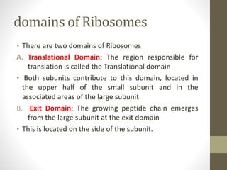 lec 4 bio اشعة.pptx
