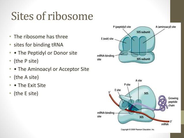 lec 4 bio اشعة.pptx