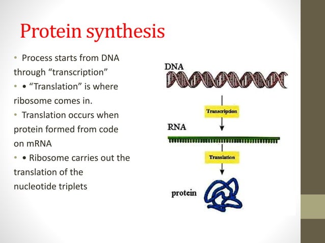 lec 4 bio اشعة.pptx