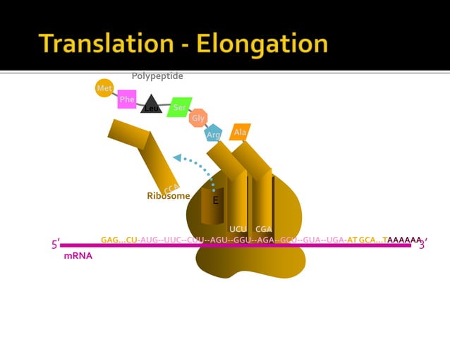 lec 4 bio اشعة.pptx
