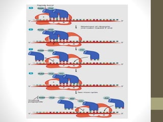 lec 4 bio اشعة.pptx