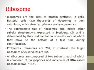 lec 4 bio اشعة.pptx