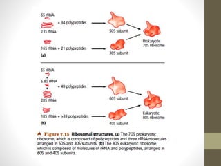 lec 4 bio اشعة.pptx