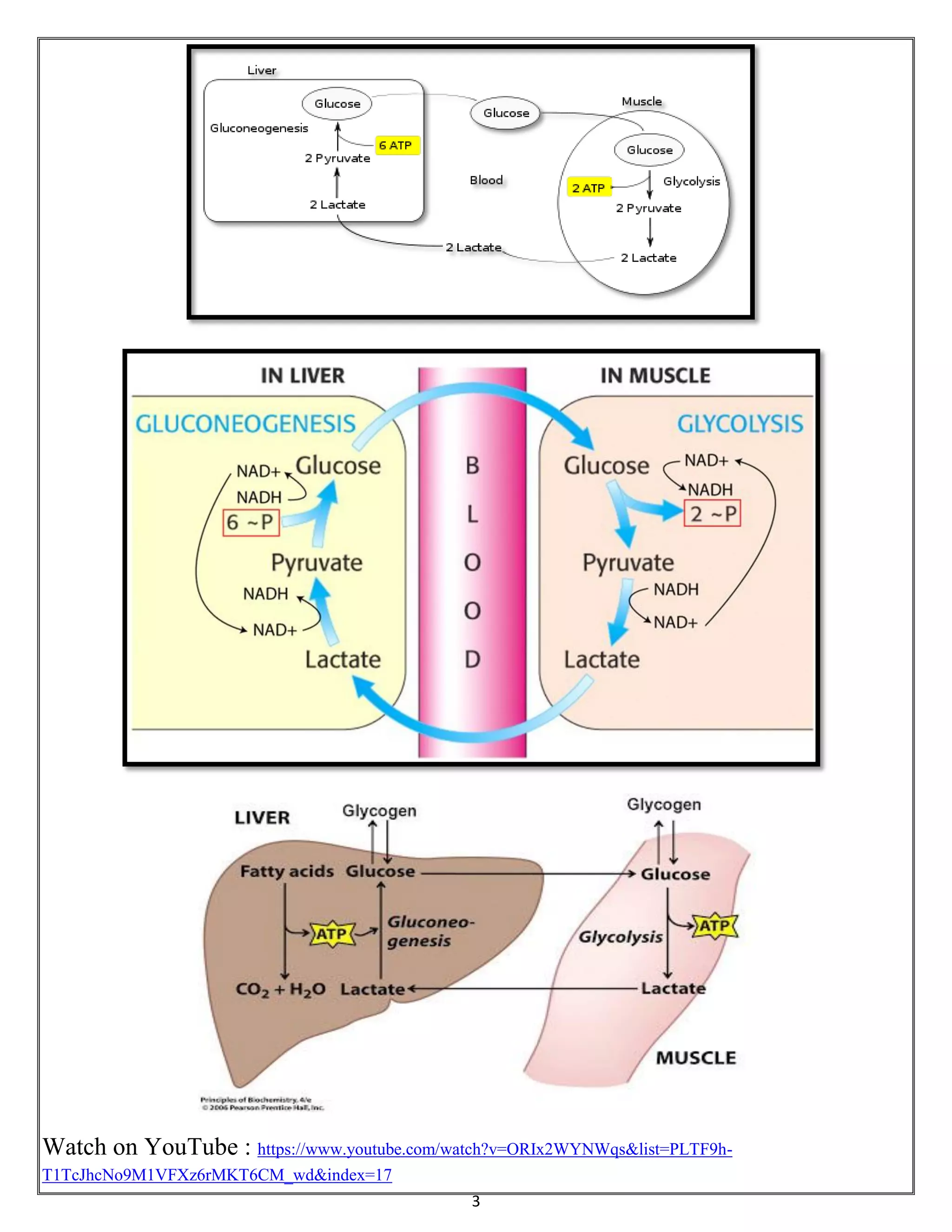 Metabolic Fate of Pyruvate and Cori cycle and Alanine cycle Cori ...