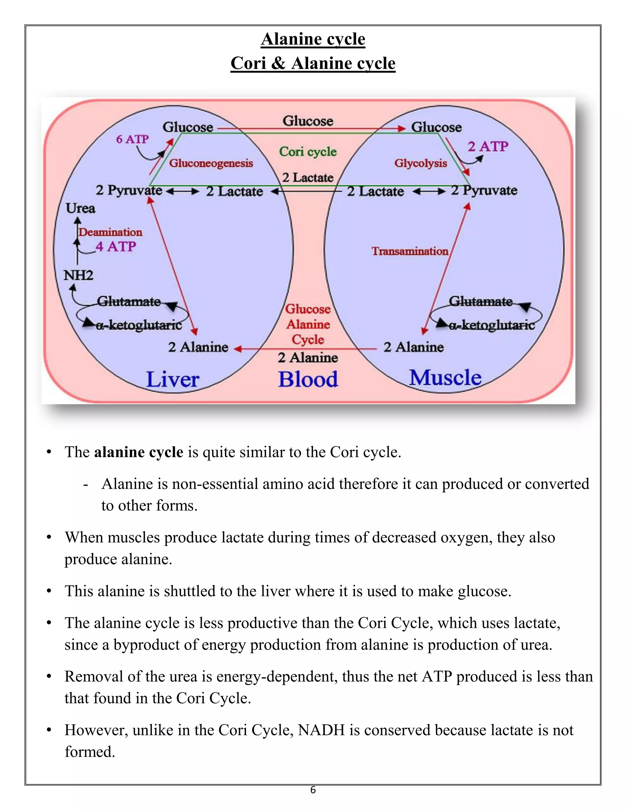 Metabolic Fate of Pyruvate and Cori cycle and Alanine cycle Cori ...