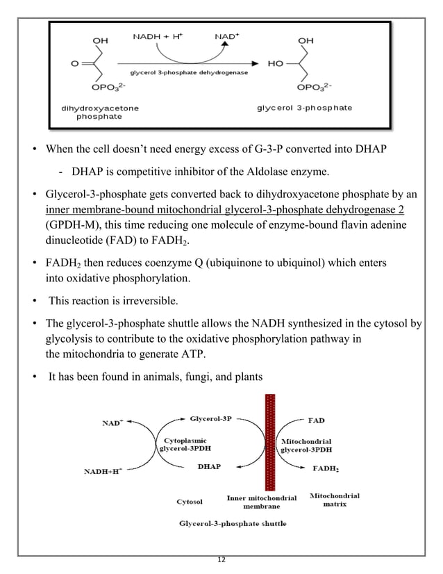 Metabolic Fate Of Pyruvate And Cori Cycle And Alanine Cycle Cori