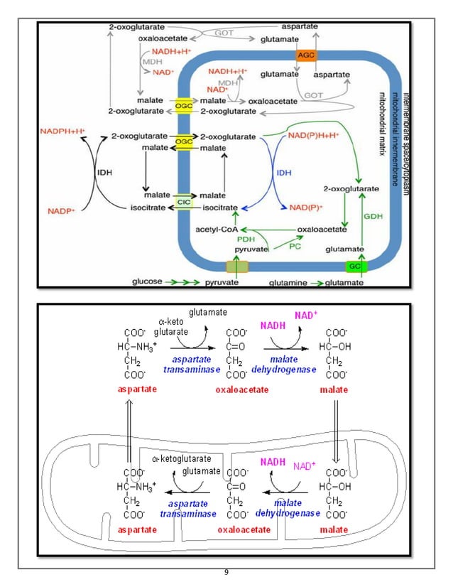 Metabolic Fate of Pyruvate and Cori cycle and Alanine cycle Cori ...