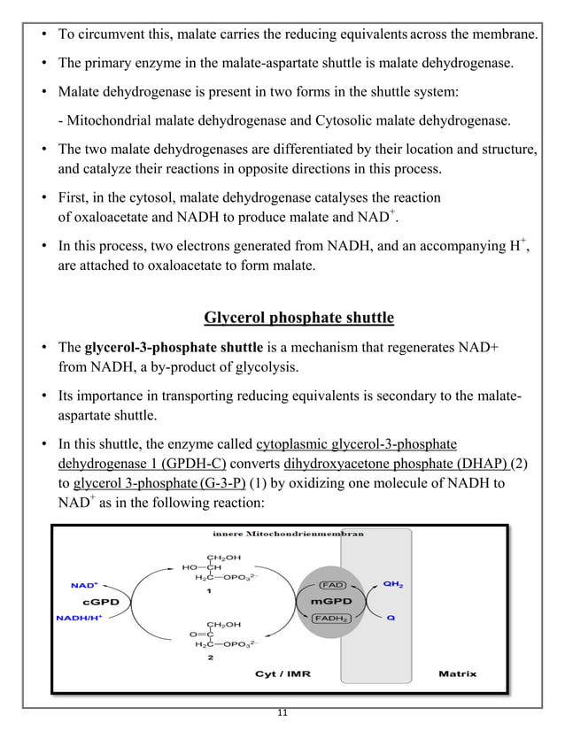 Metabolic Fate Of Pyruvate And Cori Cycle And Alanine Cycle Cori