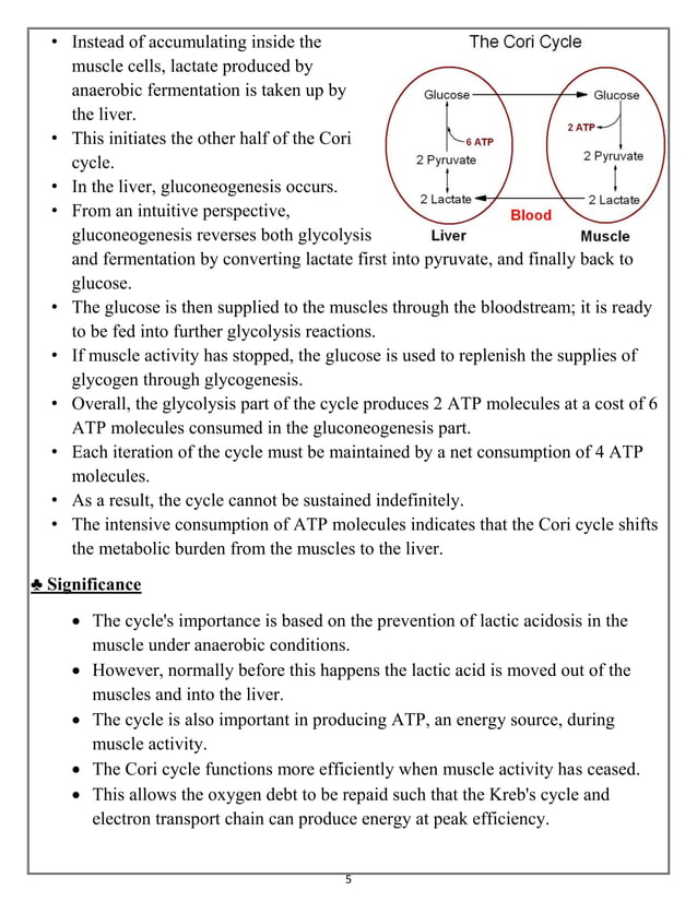 Metabolic Fate Of Pyruvate And Cori Cycle And Alanine Cycle Cori