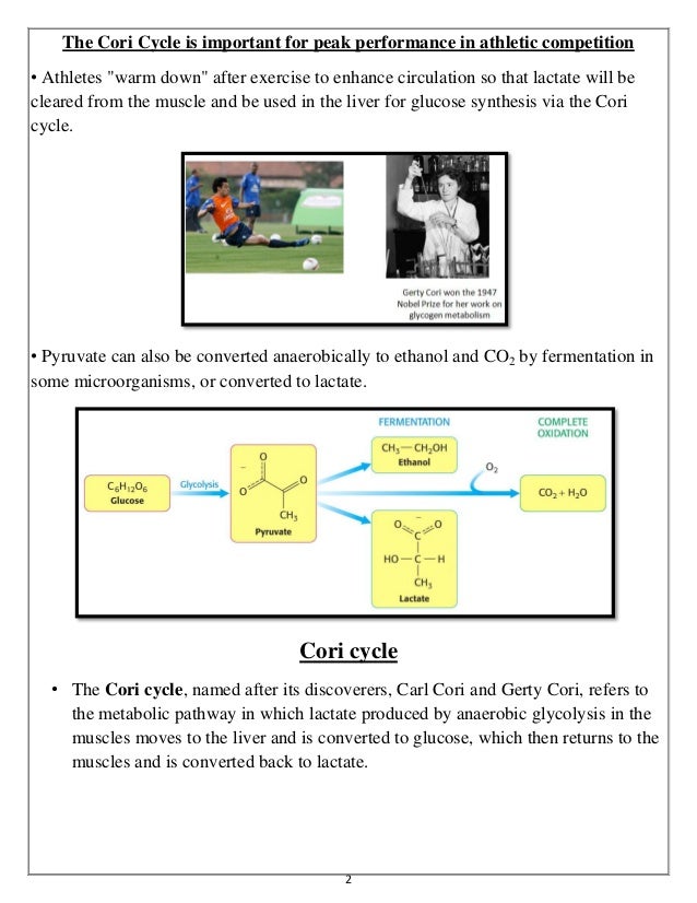 Metabolic Fate Of Pyruvate And Cori Cycle And Alanine Cycle Cori And Al…
