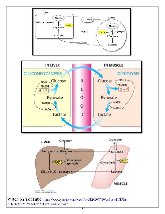 Metabolic Fate Of Pyruvate And Cori Cycle And Alanine Cycle Cori And Al…