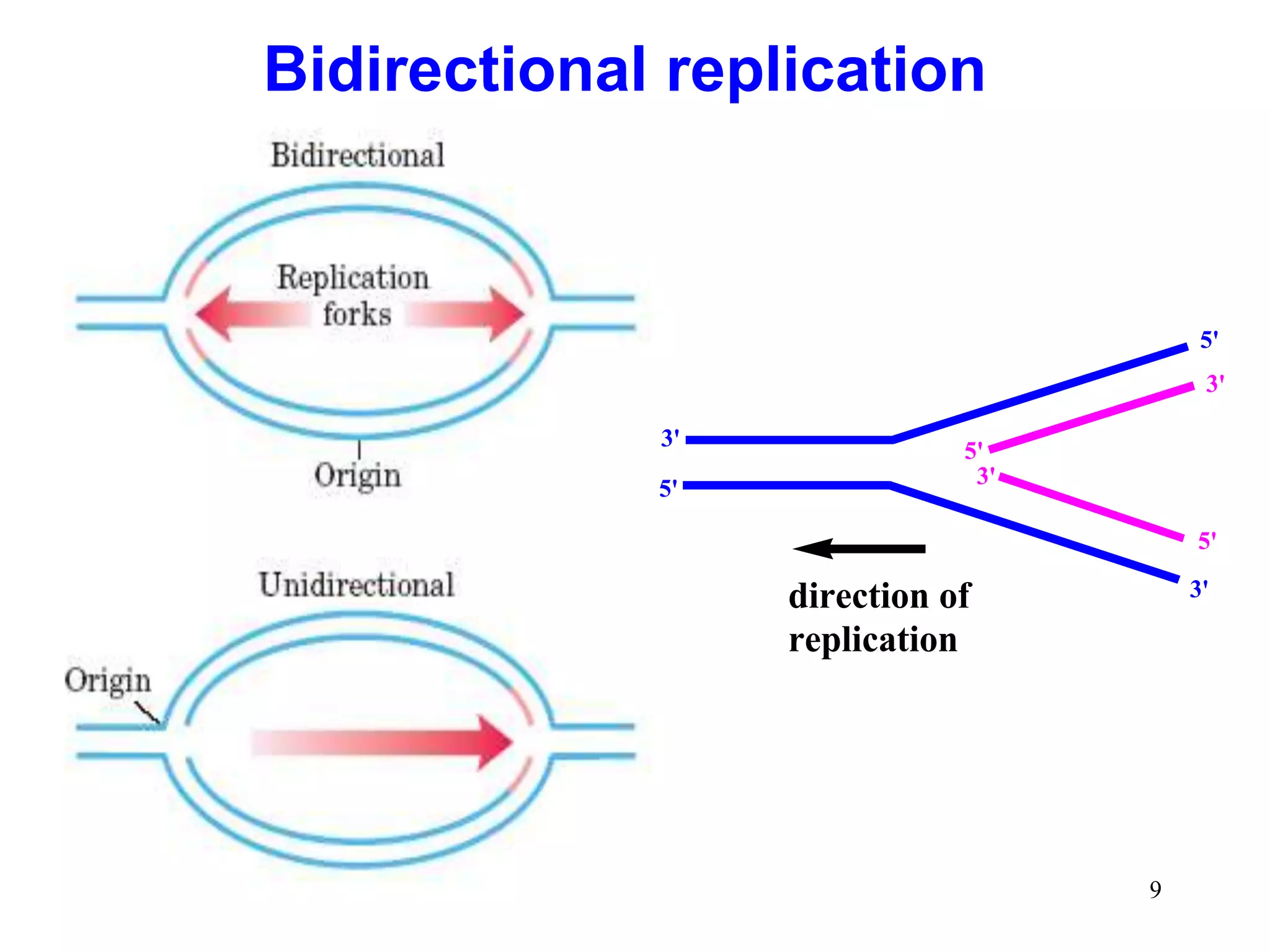 DNA Replication- General Concepts of DNA Replication.ppt