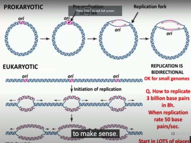 DNA Replication- General Concepts of DNA Replication.ppt