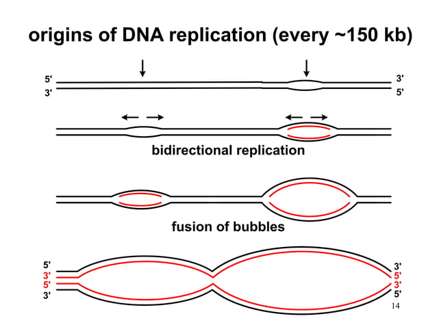 DNA Replication- General Concepts of DNA Replication.ppt