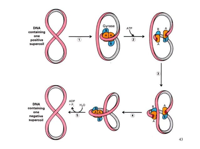 DNA Replication- General Concepts of DNA Replication.ppt