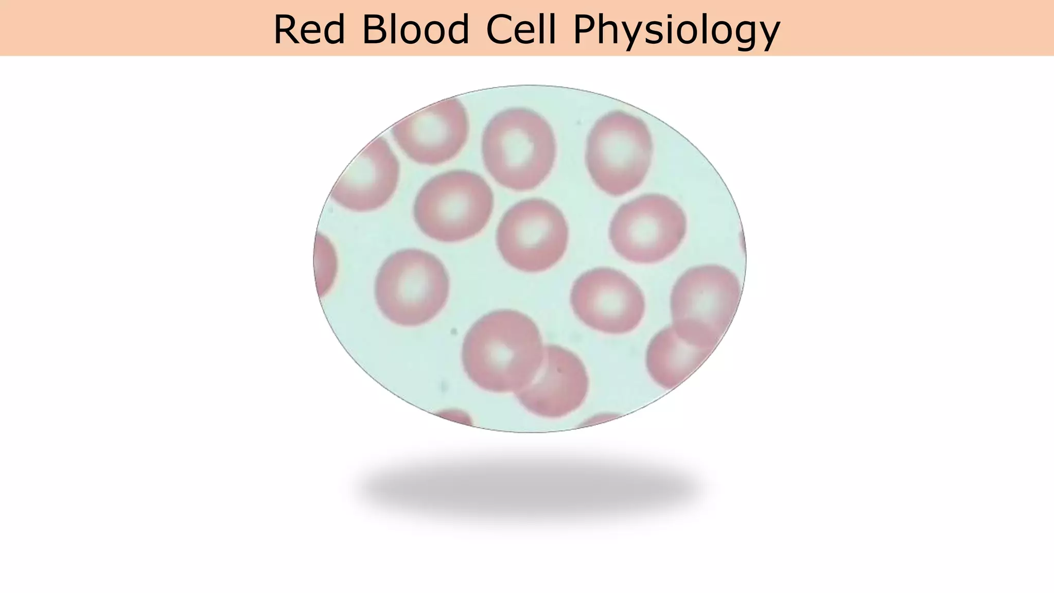 lec_4_hematology_RBCs.pptx