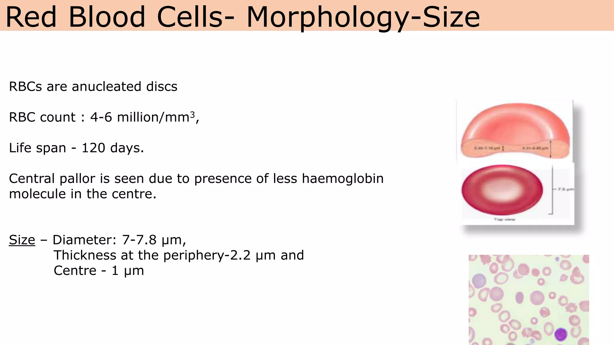 lec_4_hematology_RBCs.pptx