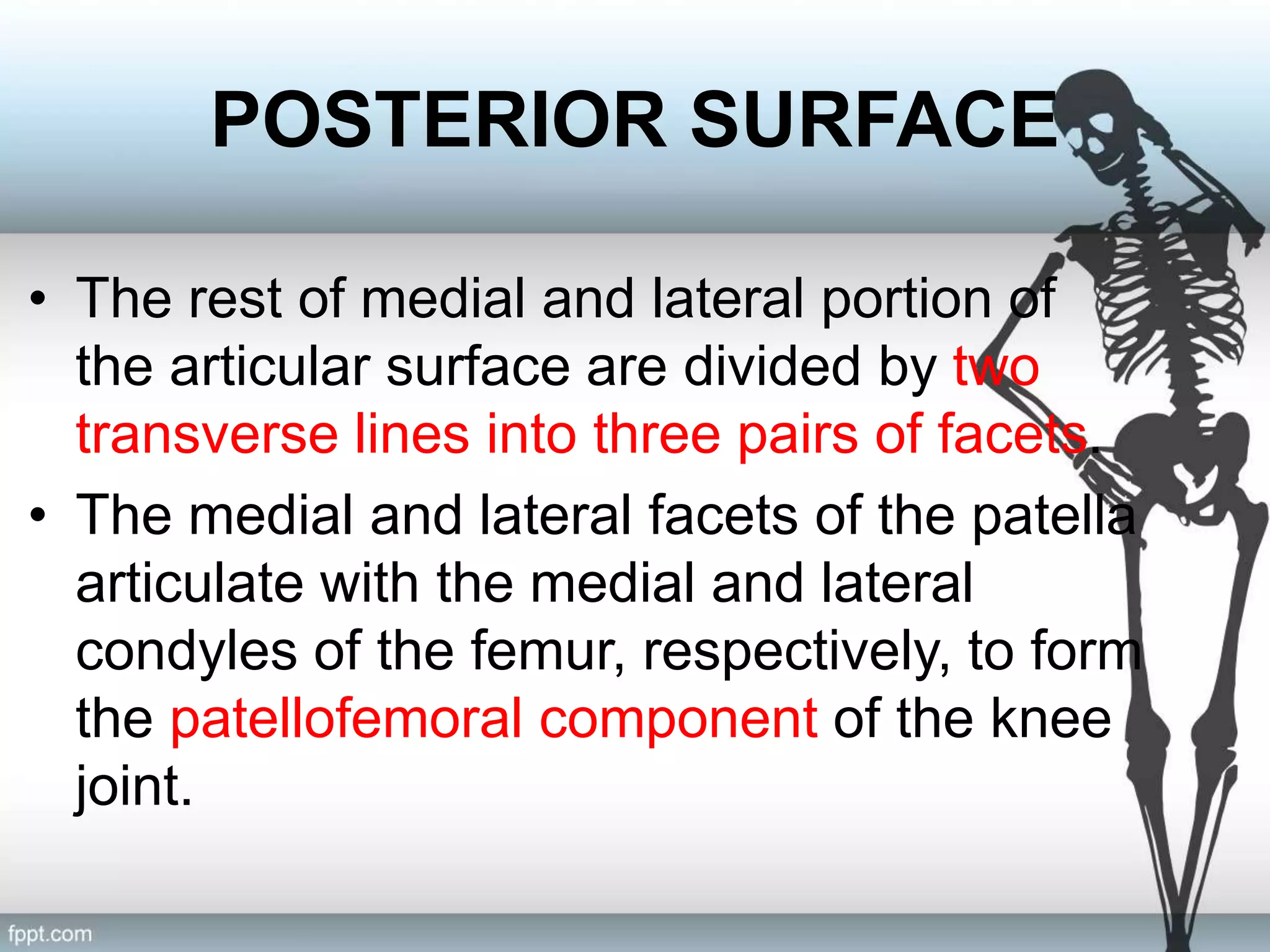 Lec 4 patella | PPT